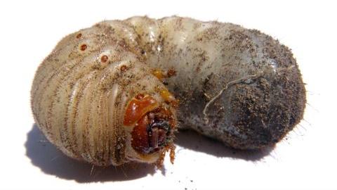 ID grubs to determine how to manage them