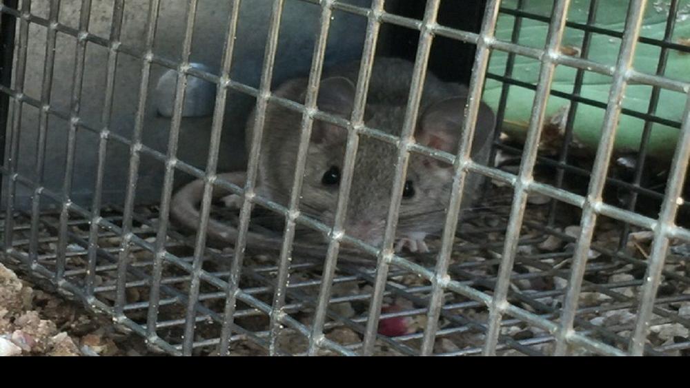 Pack Rats Beginning to Frustrate Homeowners this Season | Home-and ...