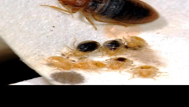 Bed bugs ‘crawling on our desks’ at Tucson call center | Local news ...