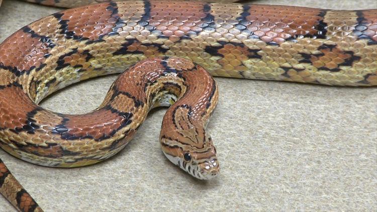 Blue Sky Science: How many species of snakes are there? | Science ...