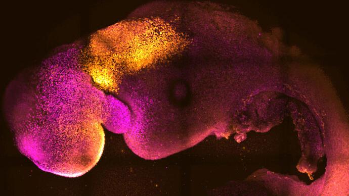 Scientists use stem cells to create synthetic mouse embryos
