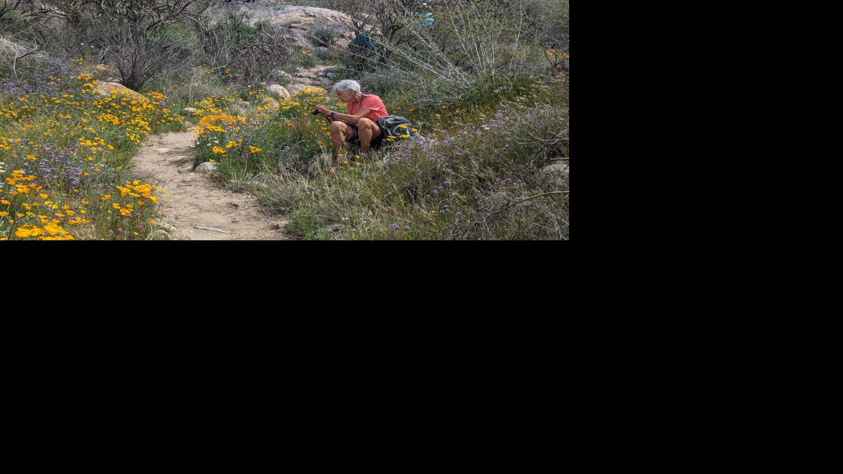 Sutherland Trail Wildflower Meander | Home-and-garden | tucson.com