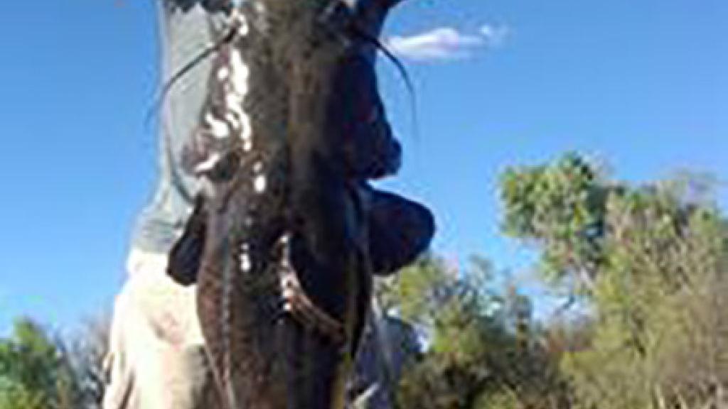 Tucson man catches monster catfish at Patagonia Lake