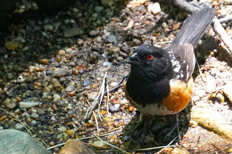 Heat Wave Birding | Home-and-garden | tucson.com