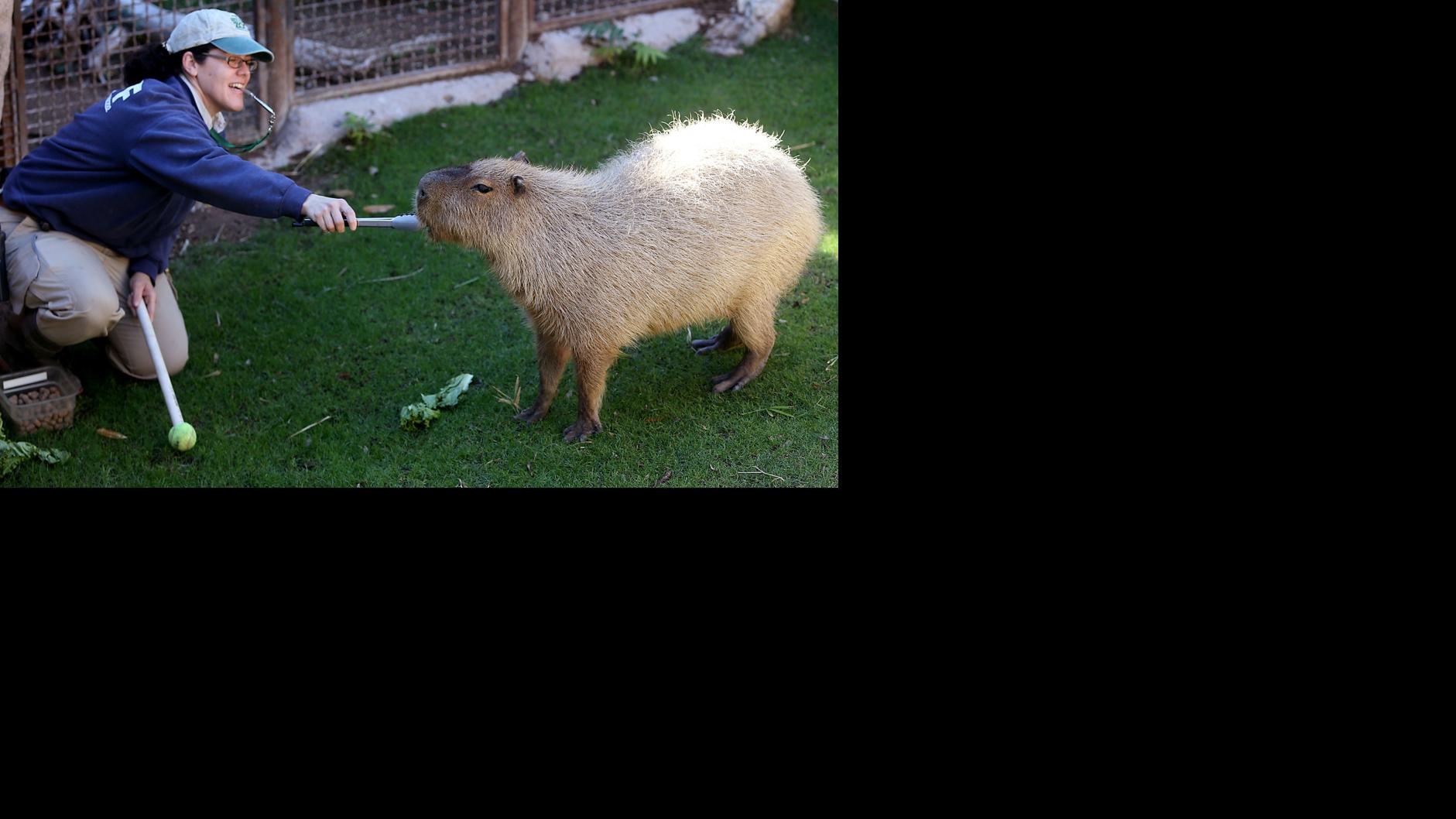 Capybaras at Reid Park Zoo in Tucson | Zoo | tucson.com