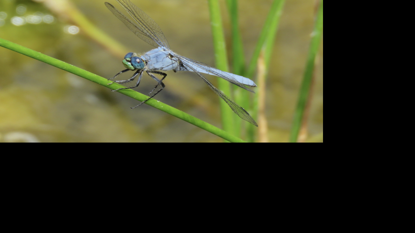 Dragonfly_Citrine_forktail_Michael_Bogan.png