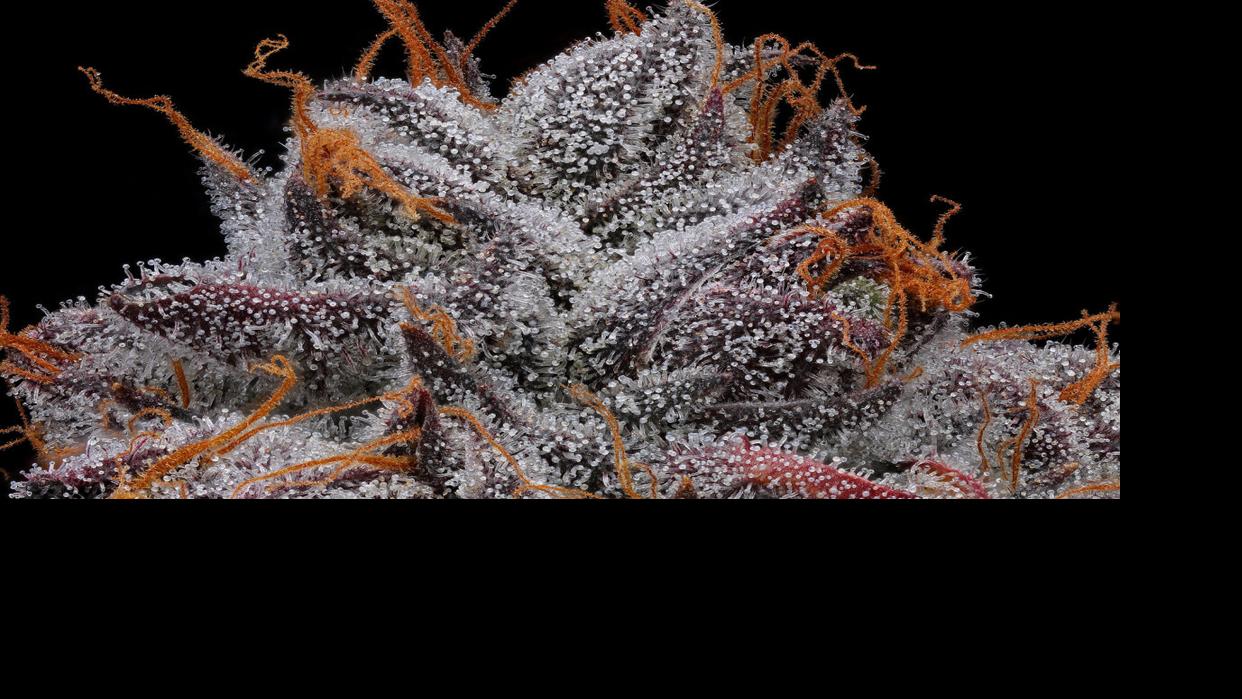 Weed photographer makes an appearance on Here Weed Go! | Cannabis 101 ...