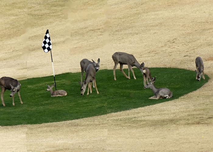 Oh Dear, So many Deer! | Home-and-garden | tucson.com