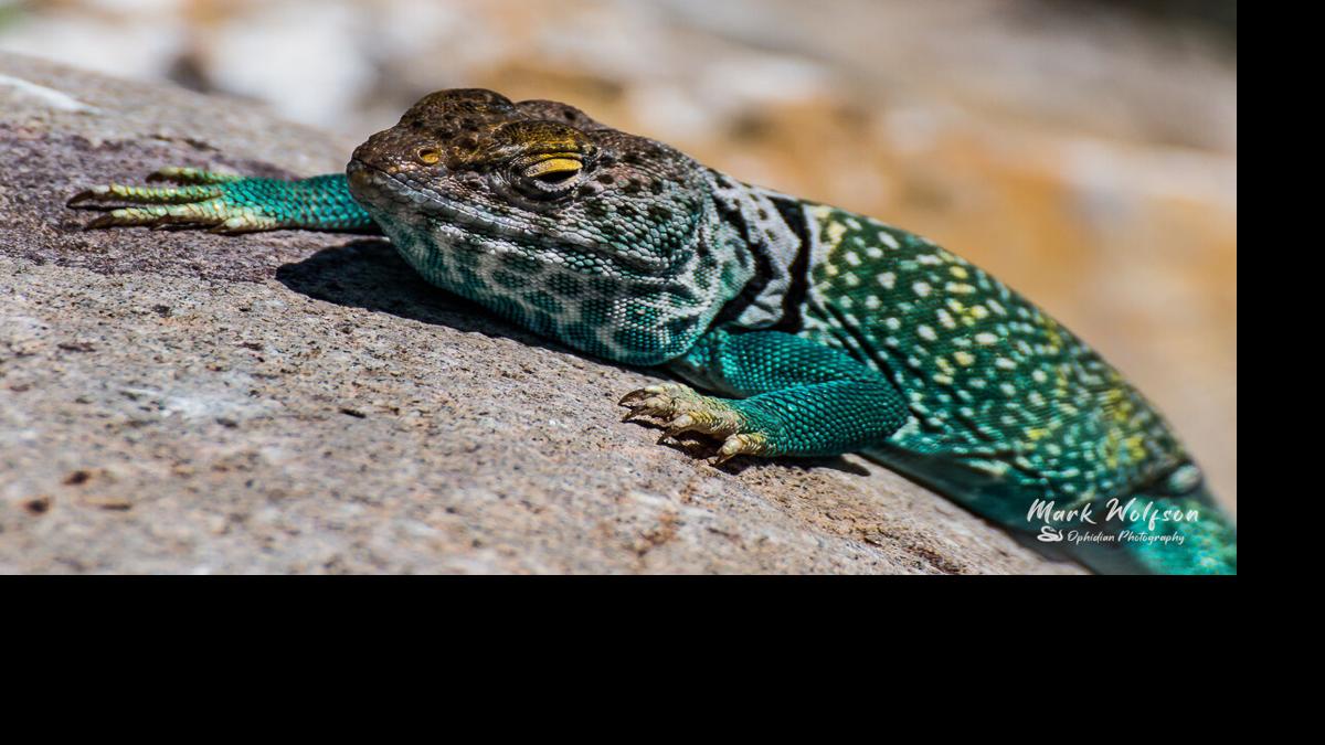 Lizards__3_of_4_.jpg