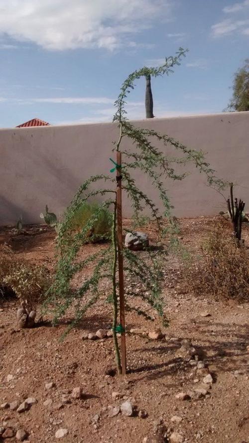 Give new trees room to sway | | tucson.com