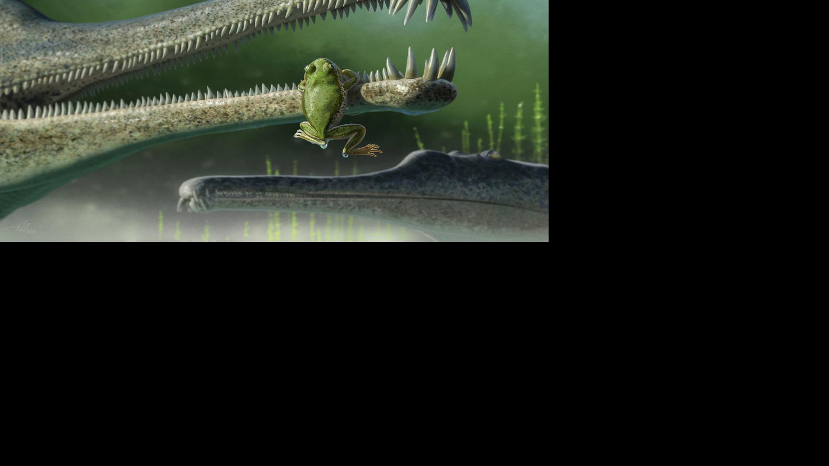 Rare frog fossil sheds light on a gap in Arizona geologic record ...