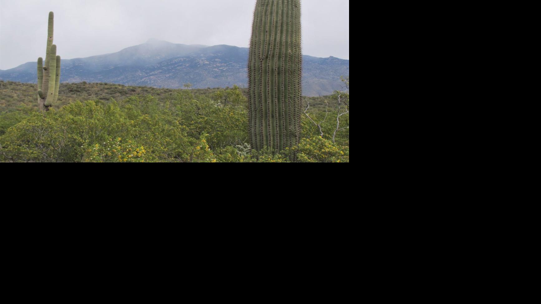 Tucson weather: Warm and breezy, rain on the way