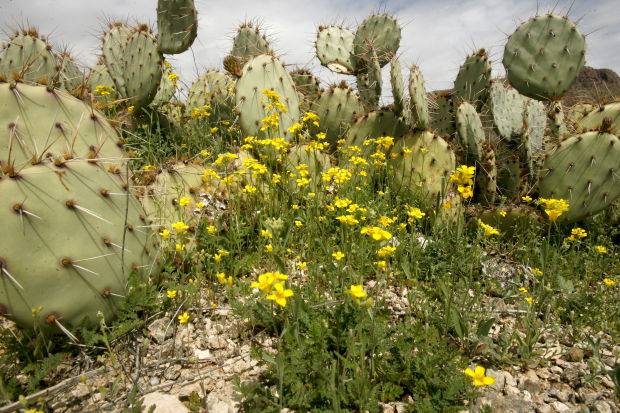 85 brilliant displays of Southwest wildflowers | Entertainment | tucson.com