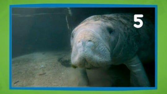 Why Are Manatees Known as Sea Cows? | Entertainment | tucson.com