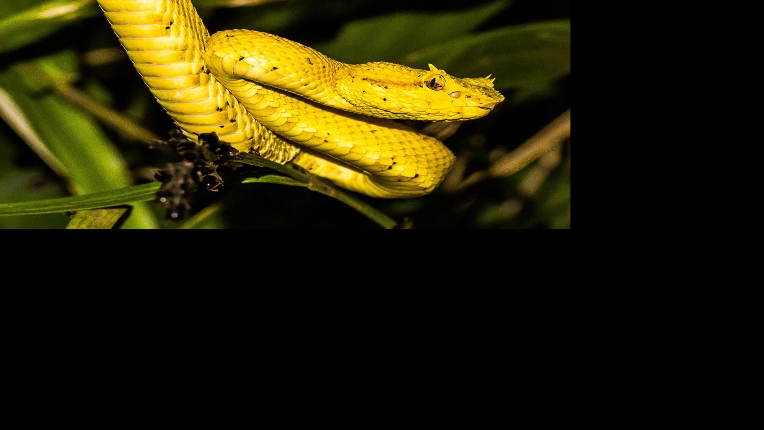 Reptile Show, plus Arizona Insect Fest descend on Tucson | Local ...