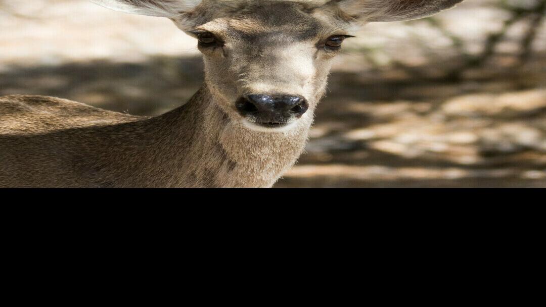 Deer.jpg