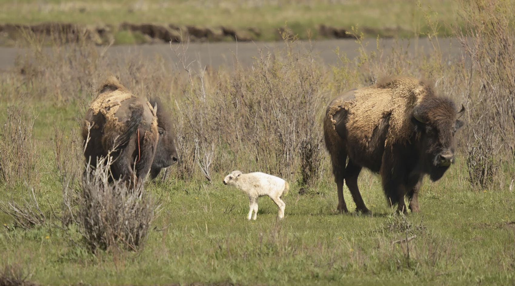 Tribes honor birth of rare white buffalo calf in Yellowstone