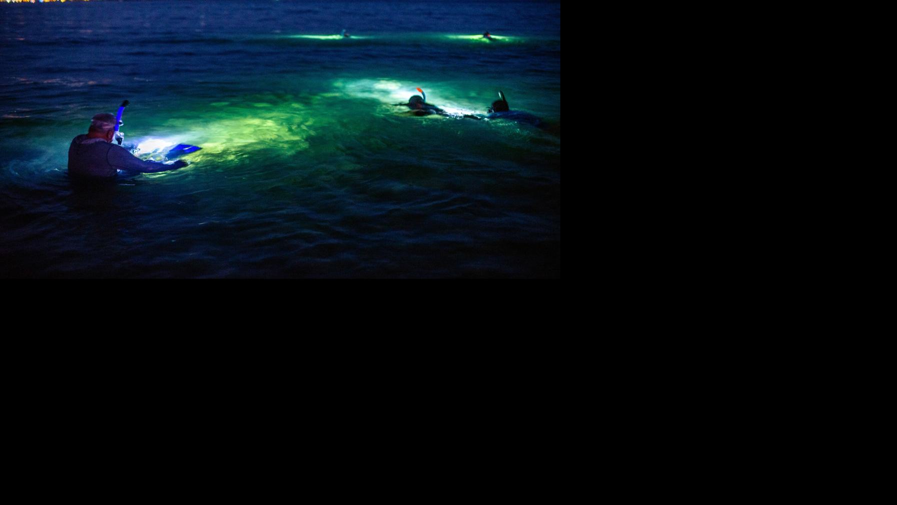 Night snorkeling reveals the creeps of the deep