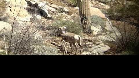 Wildlife biologists report at least 19 lambs born in Catalinas this ...