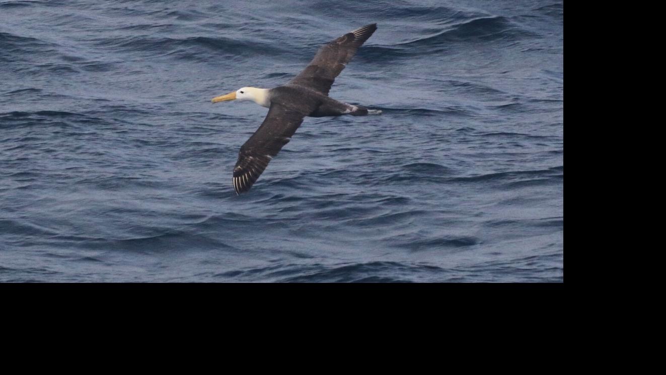 California Rare Bird