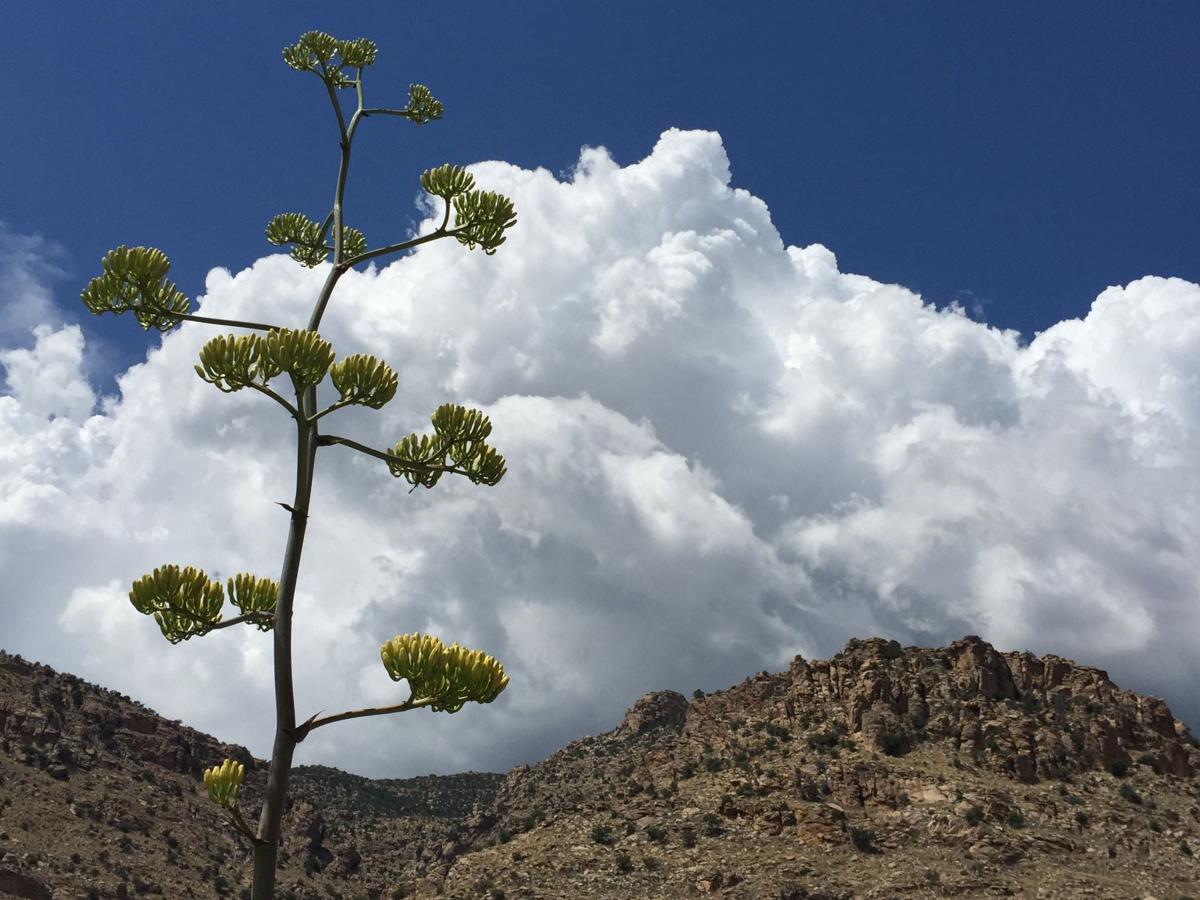 Tucson weather: showers and thunderstorms later today