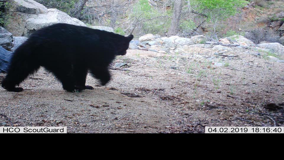 Wildlife officials say 2019's first known Southeast Arizona bear ...