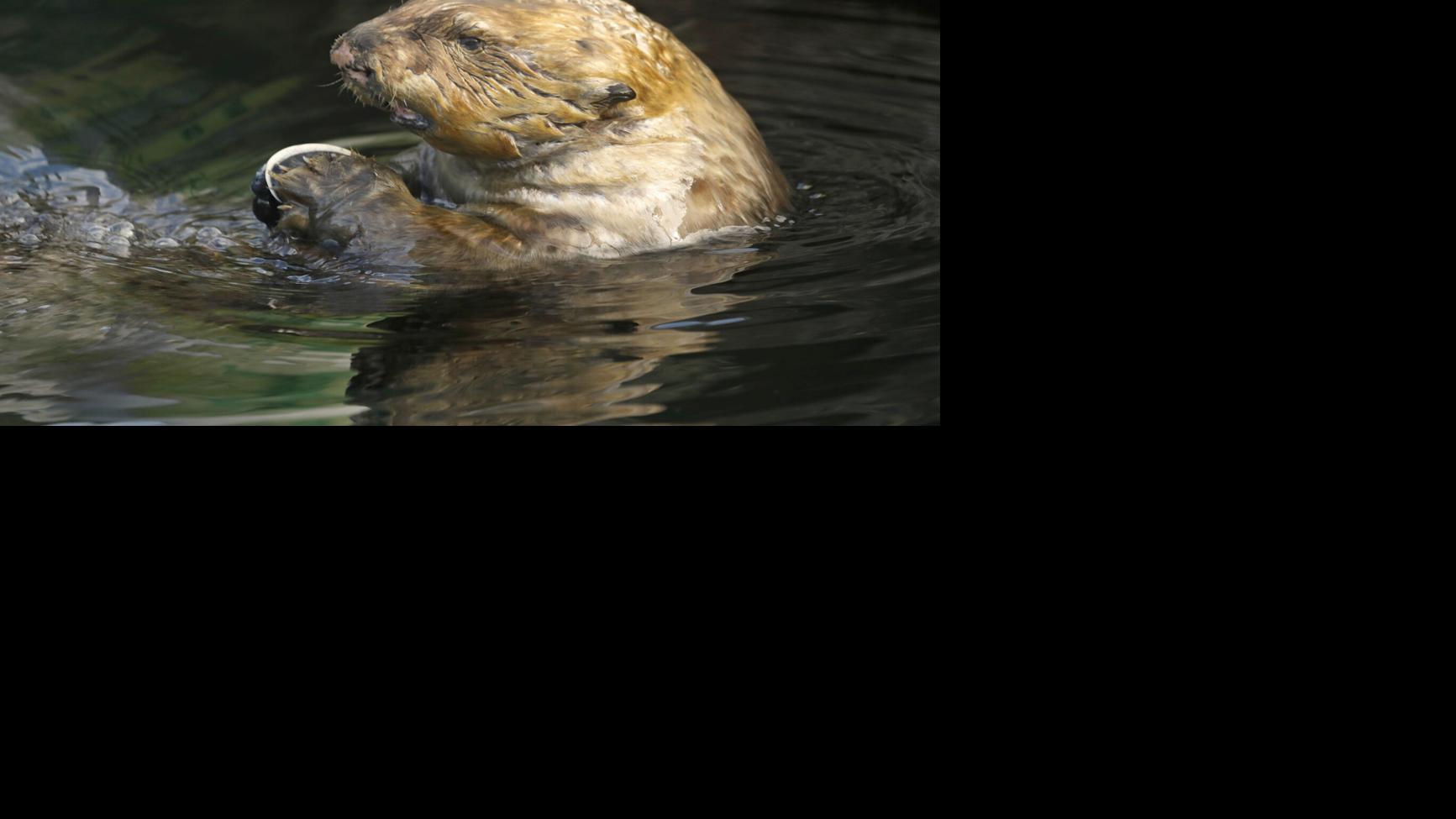 otter attack jefferson river