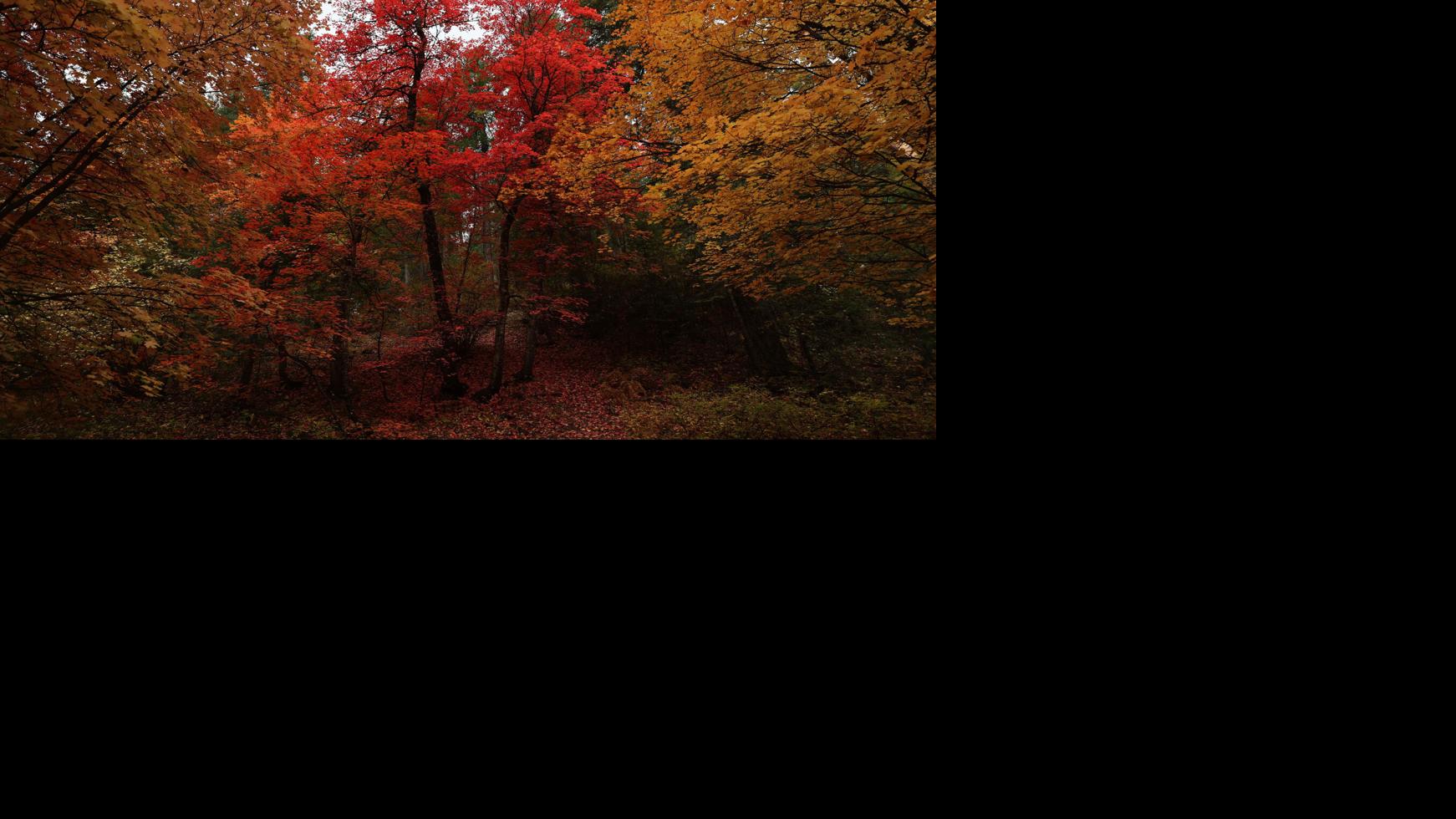 Photos: Mount Lemmon bursts with color as fall season arrives