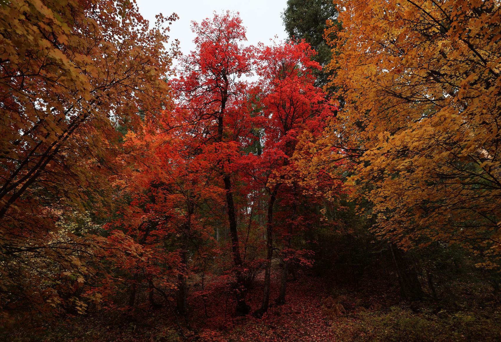 Photos: Mount Lemmon bursts with color as fall season arrives