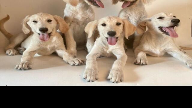 Pets for adoption locally