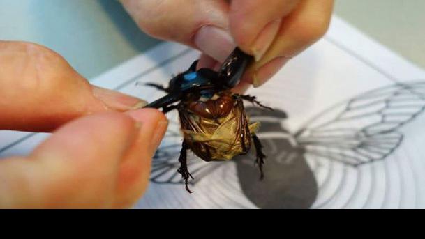 Arizona Insect Festival at UA is Sunday