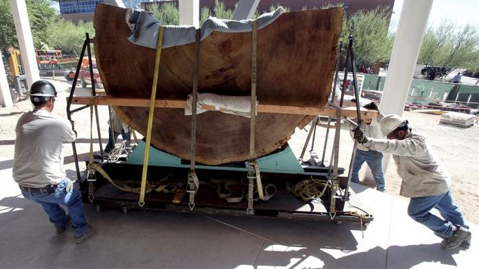 Giant sequoia slice planted at new home in tree-ring lab