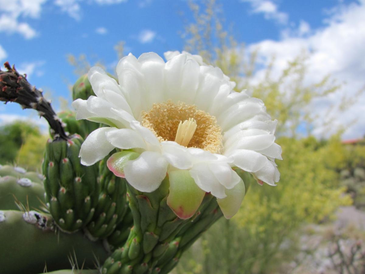 Saguaros showing off their white blossoms | Local news | tucson.com