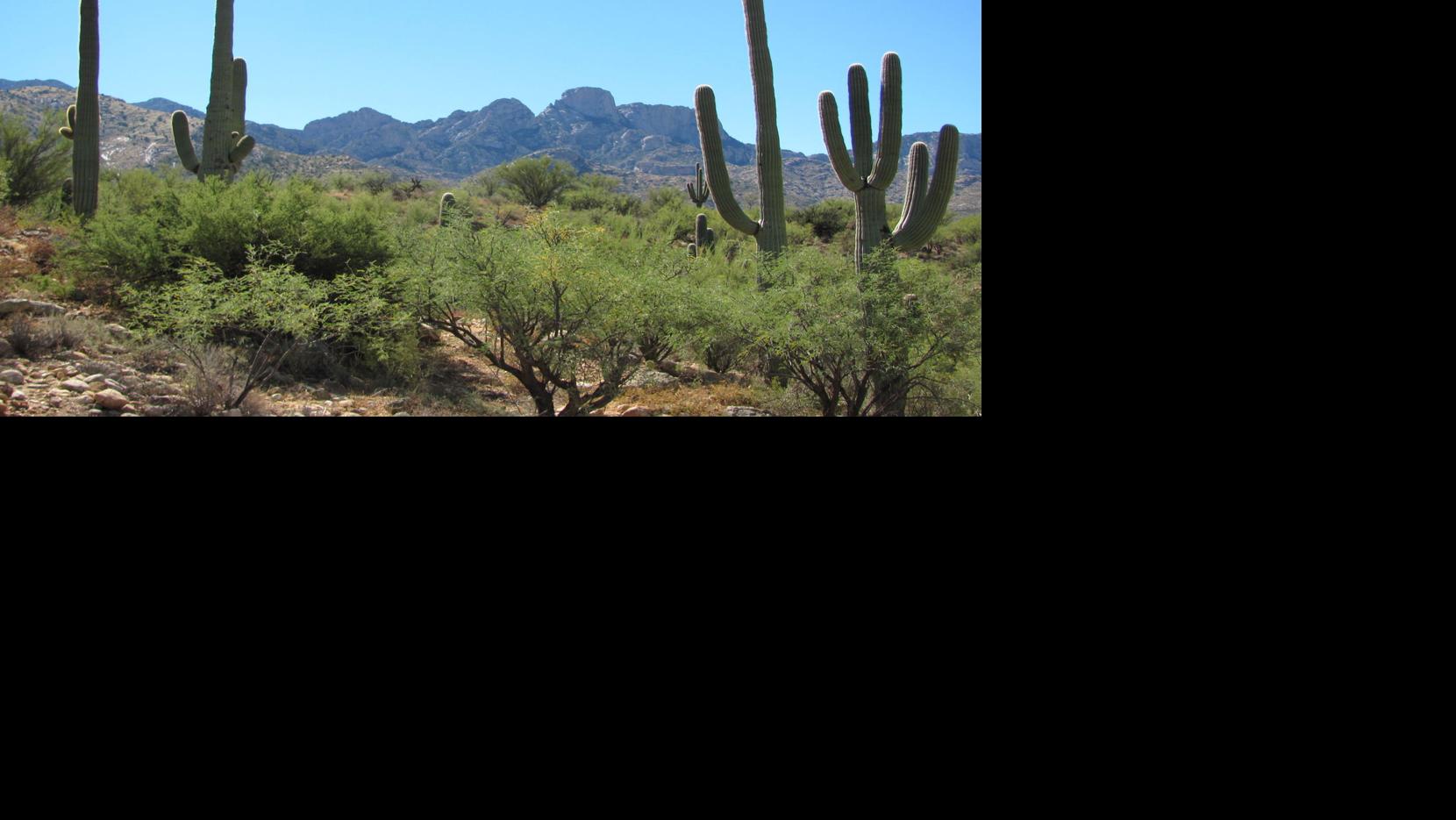 Tucson weather: Showers and thunderstorms possible east of Tucson