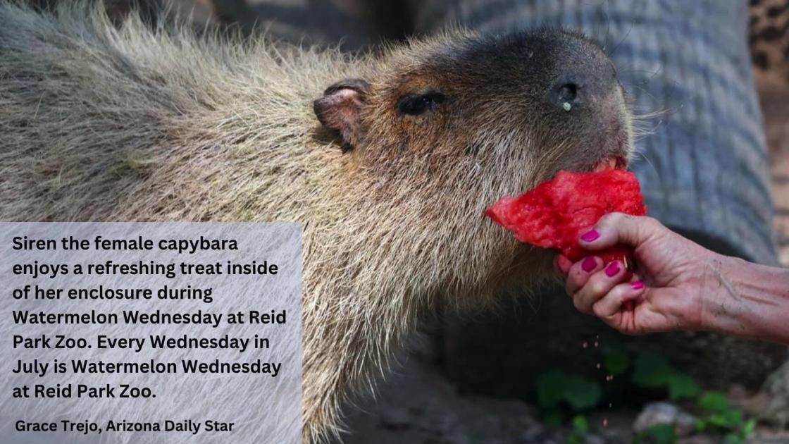 Watermelon Wednesday's at Reid Park Zoo | Local news | tucson.com