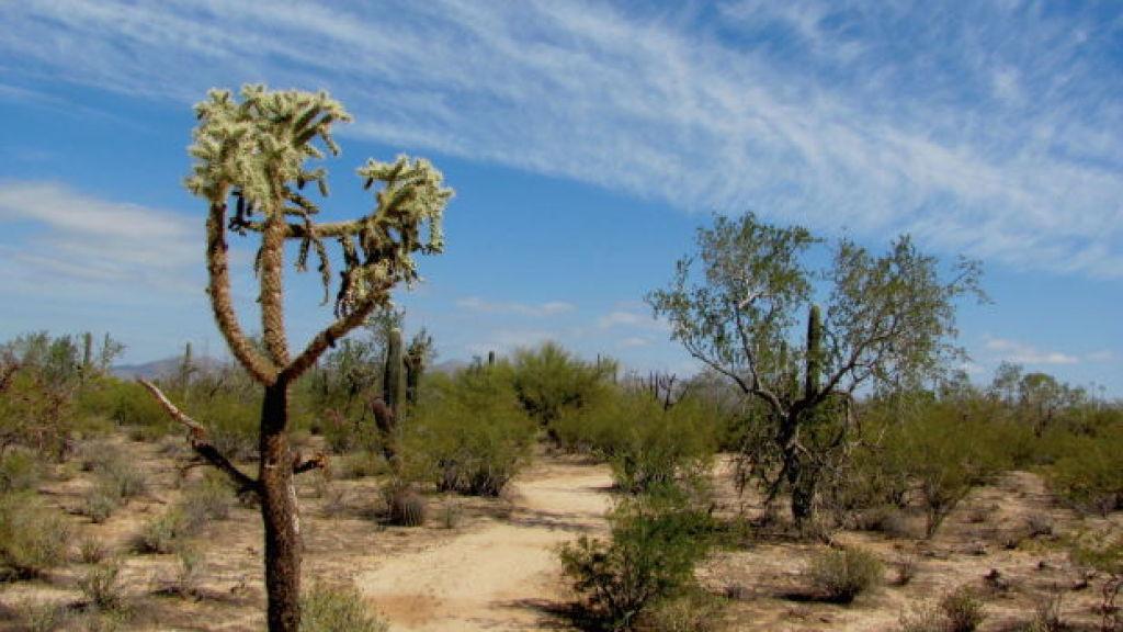 New trails at Arthur Pack Park