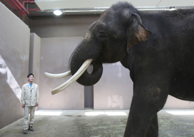 Meet Koshik, the talking elephant