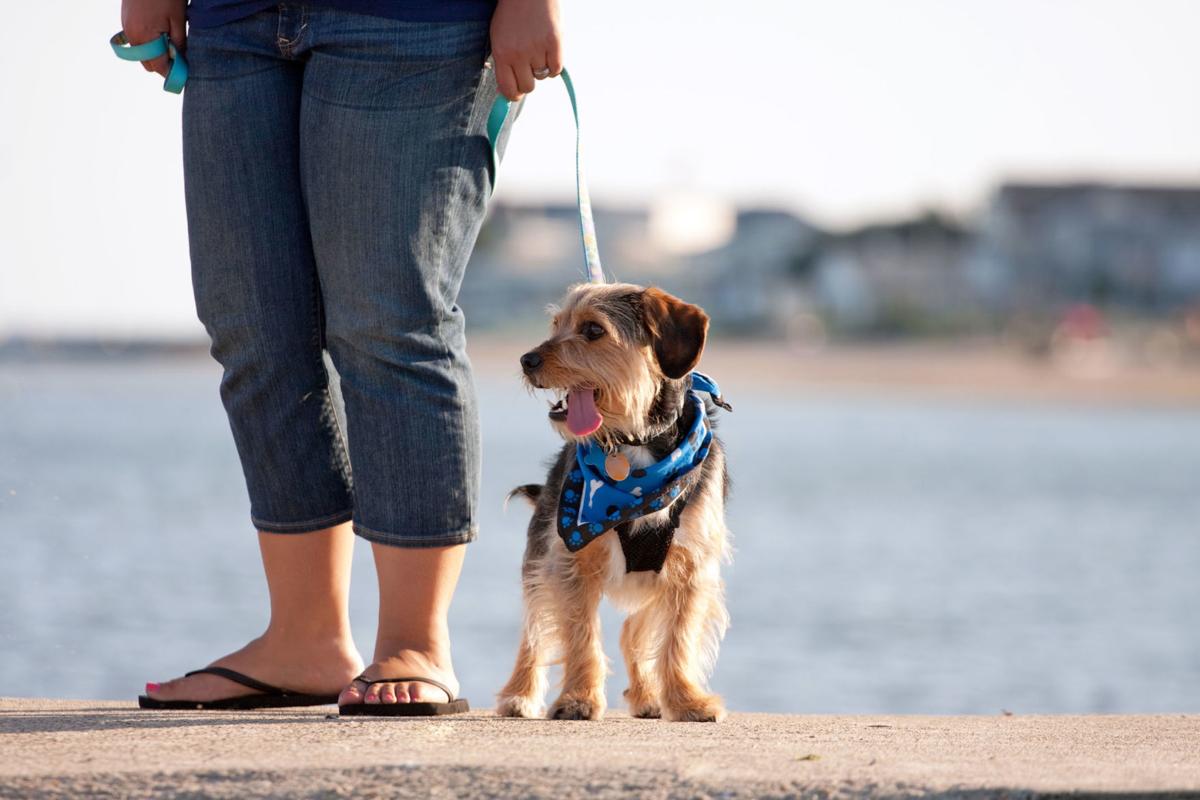 My Pet World How To Stop A Dog From Biting And Chasing Feet Tucson my-pet-world-how-to-stop-a-dog-from-biting-and-chasing-feet-tucson
