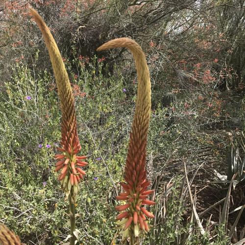 Spring has sprung at Tohono Chul's Spring Plant Sale 🌺 | to do | tucson.com