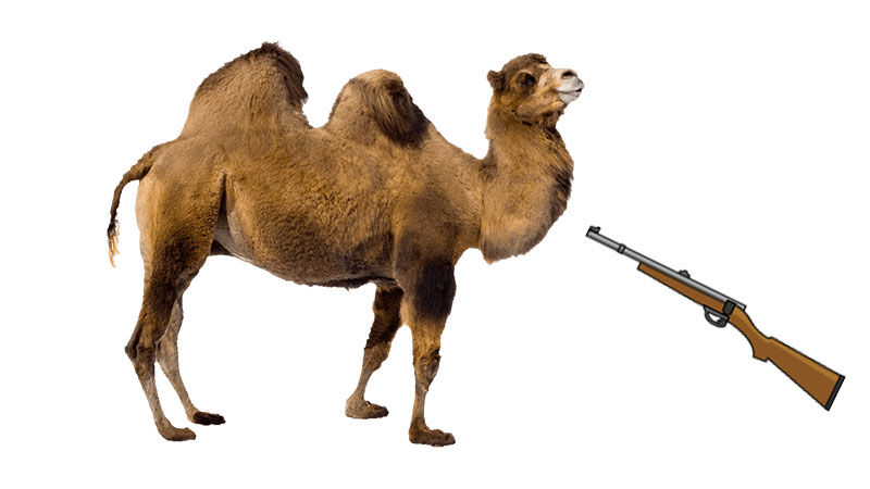 Is it against the law to hunt camels in Arizona?