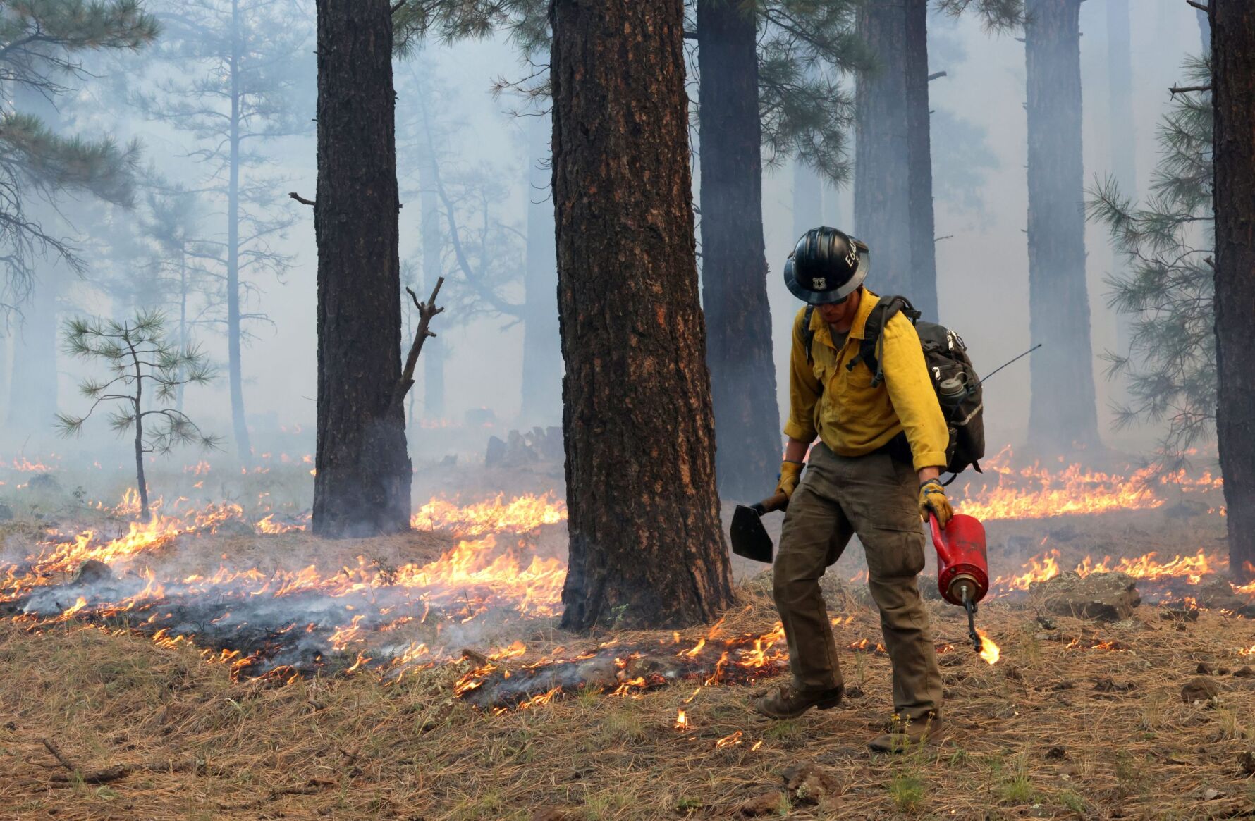 How prescribed burns protect forests in northern Arizona