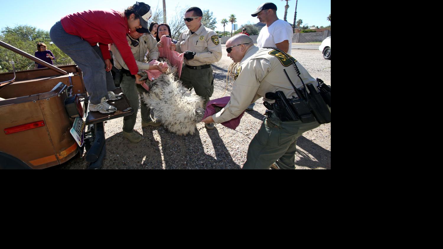 Deputies apprehend four emus on Tucson's southwest side | | tucson.com