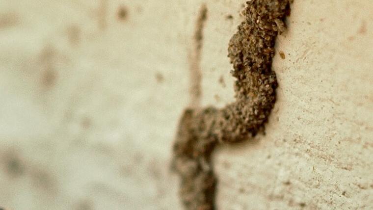 How to identify and treat termites at your home