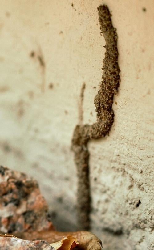 termites on wall