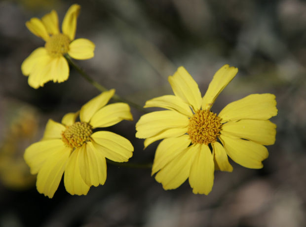 85 brilliant displays of Southwest wildflowers