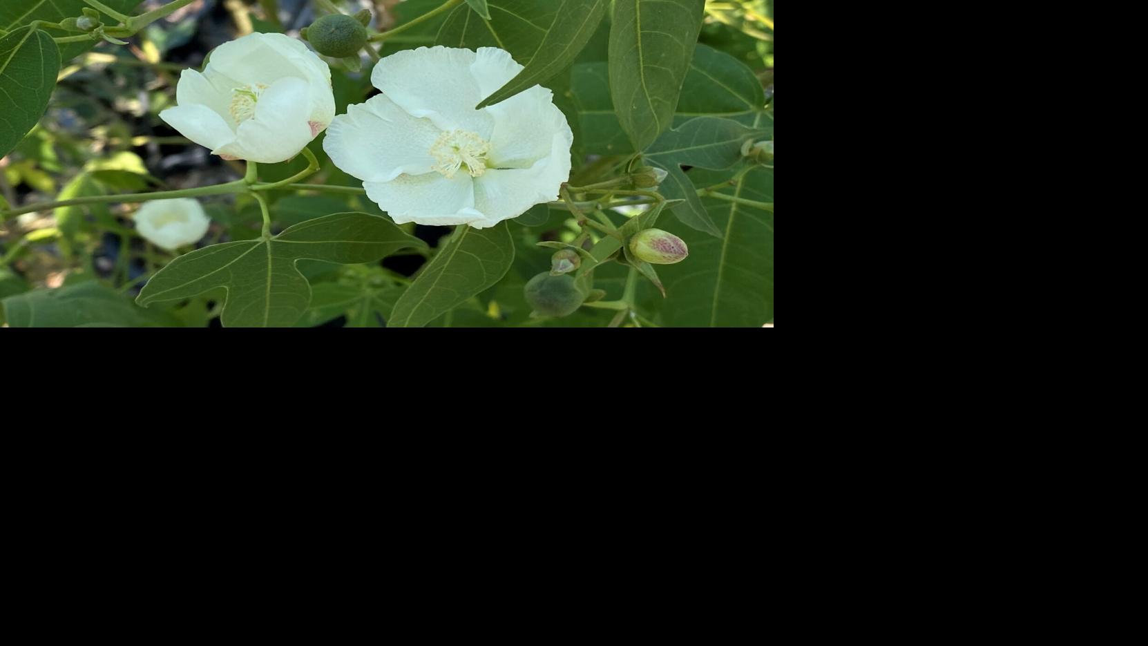 Plant of the month: Arizona wild cotton