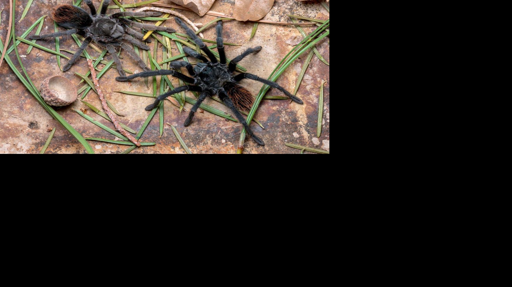 tarantula attacks camera