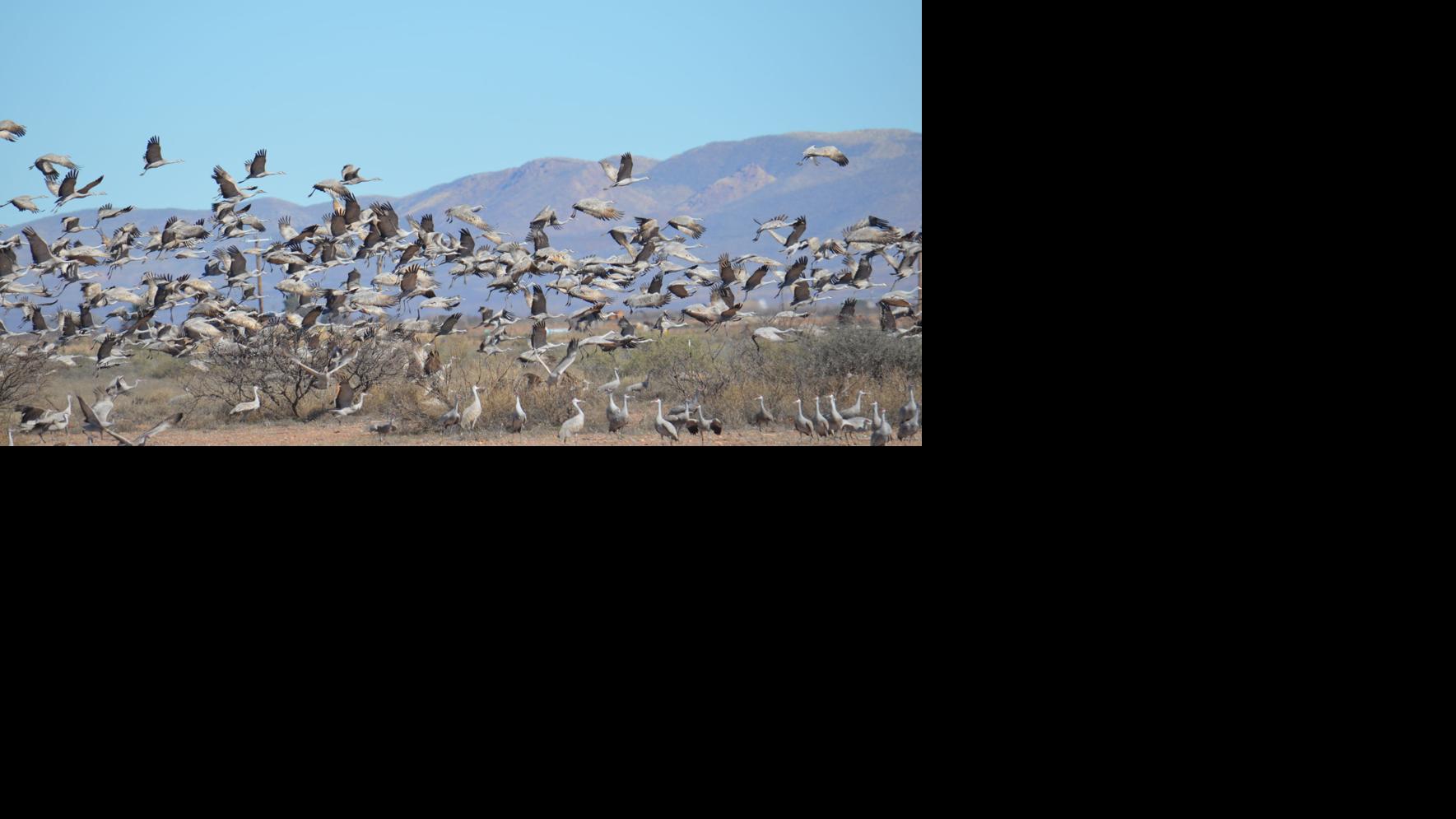 Sandhill Cranes Wintering at the Whitewater Draw Wildlife Area in ...