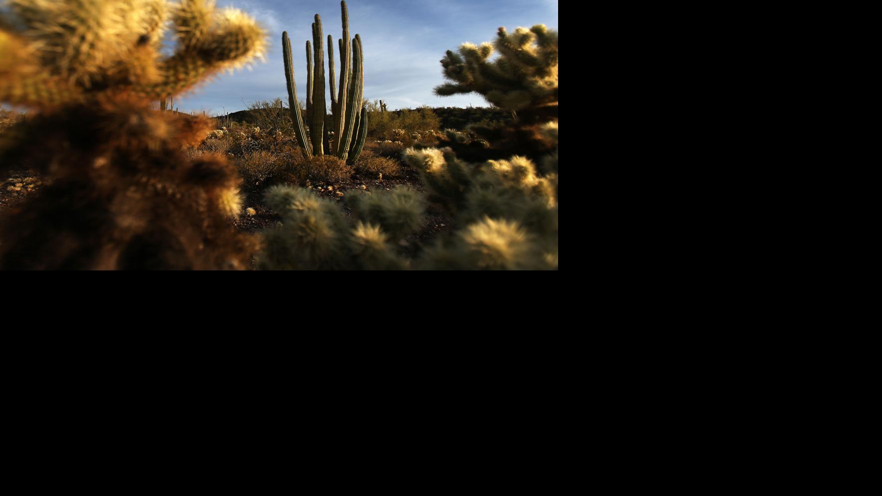 Native plant alternatives for common garden plants in Tucson