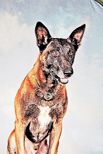 Fallen DPS dog joined in scores of arrests